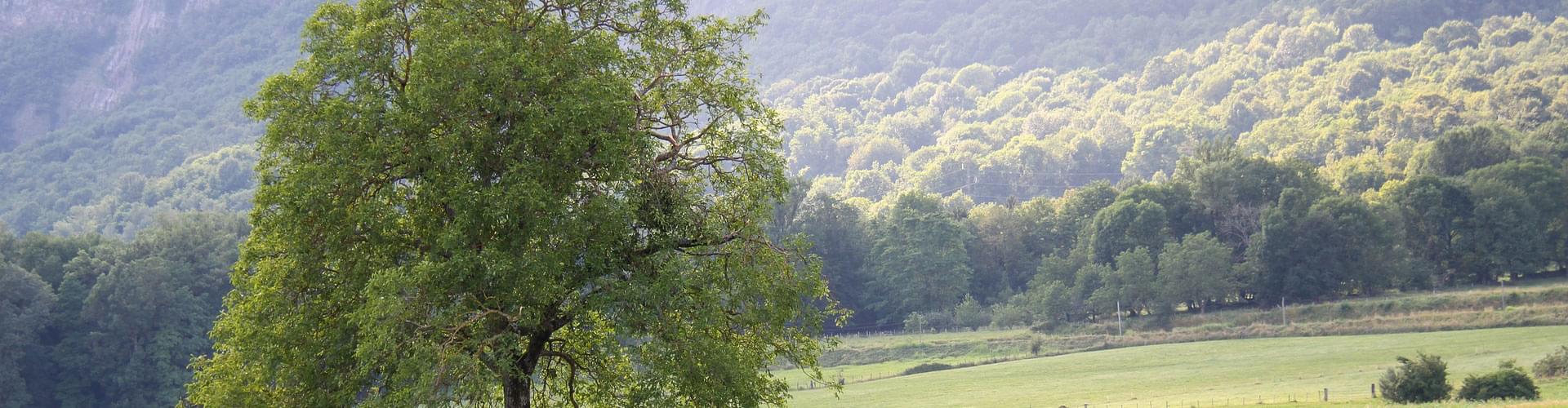 The Walnut Tree: A Bountiful Symbol of Resilience and Nourishment