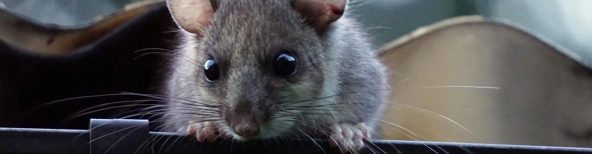 The Dormouse: A Fascinating Small Mammal