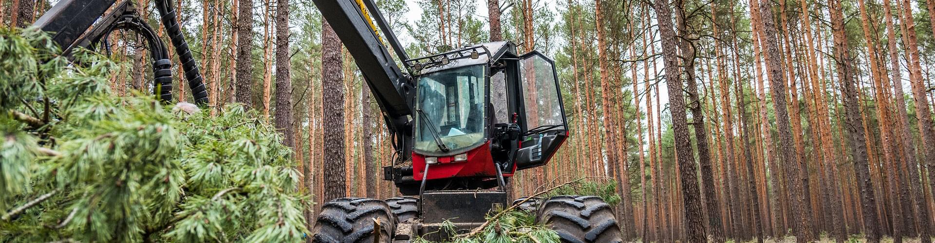 Sustainable Timber Practices in the UK: A Green Future