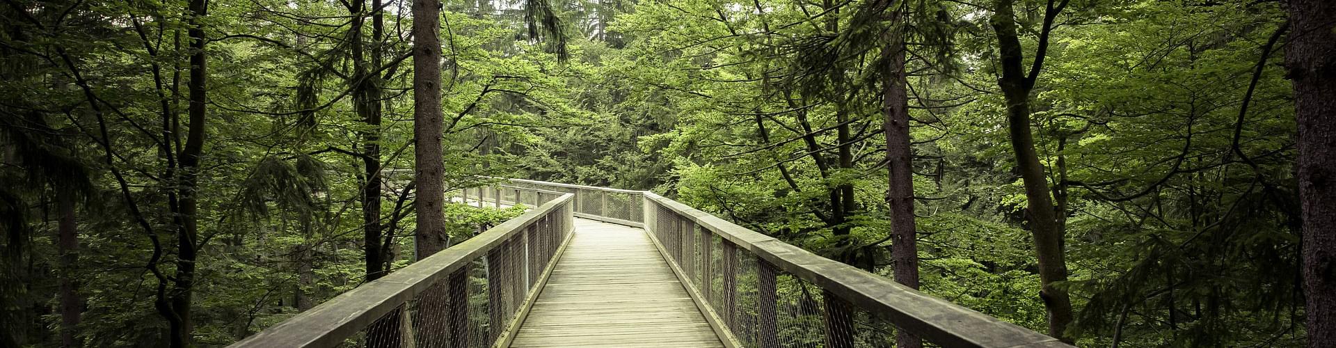 Timber Paths and Walkways: Enhancing Garden Accessibility