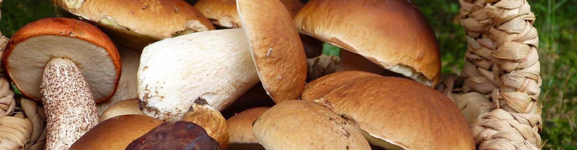 A Taste of the Wild: Delicious Foraged Food Recipes in the UK