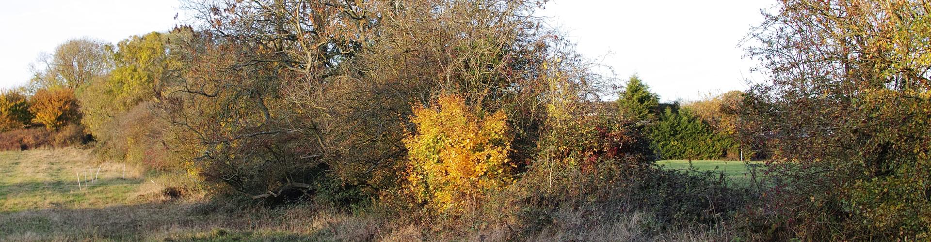 The Great British Hedgerow: Biodiversity at Your Doorstep