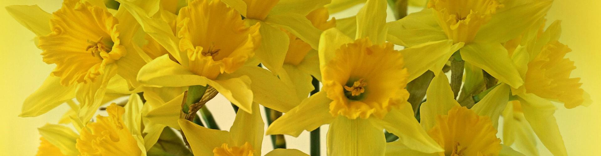 The daffoldil